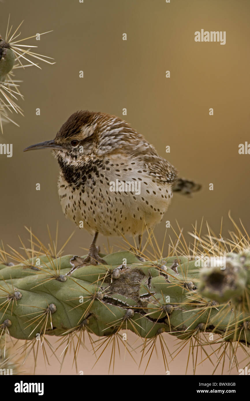 Cactus Wren (Campylorhnchus Brunneicapillus) Arizona - thront auf ...
