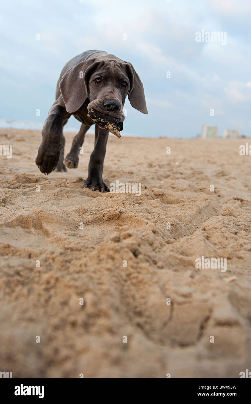 Graue Deutsche Dogge Stockfotos und -bilder Kaufen - Alamy