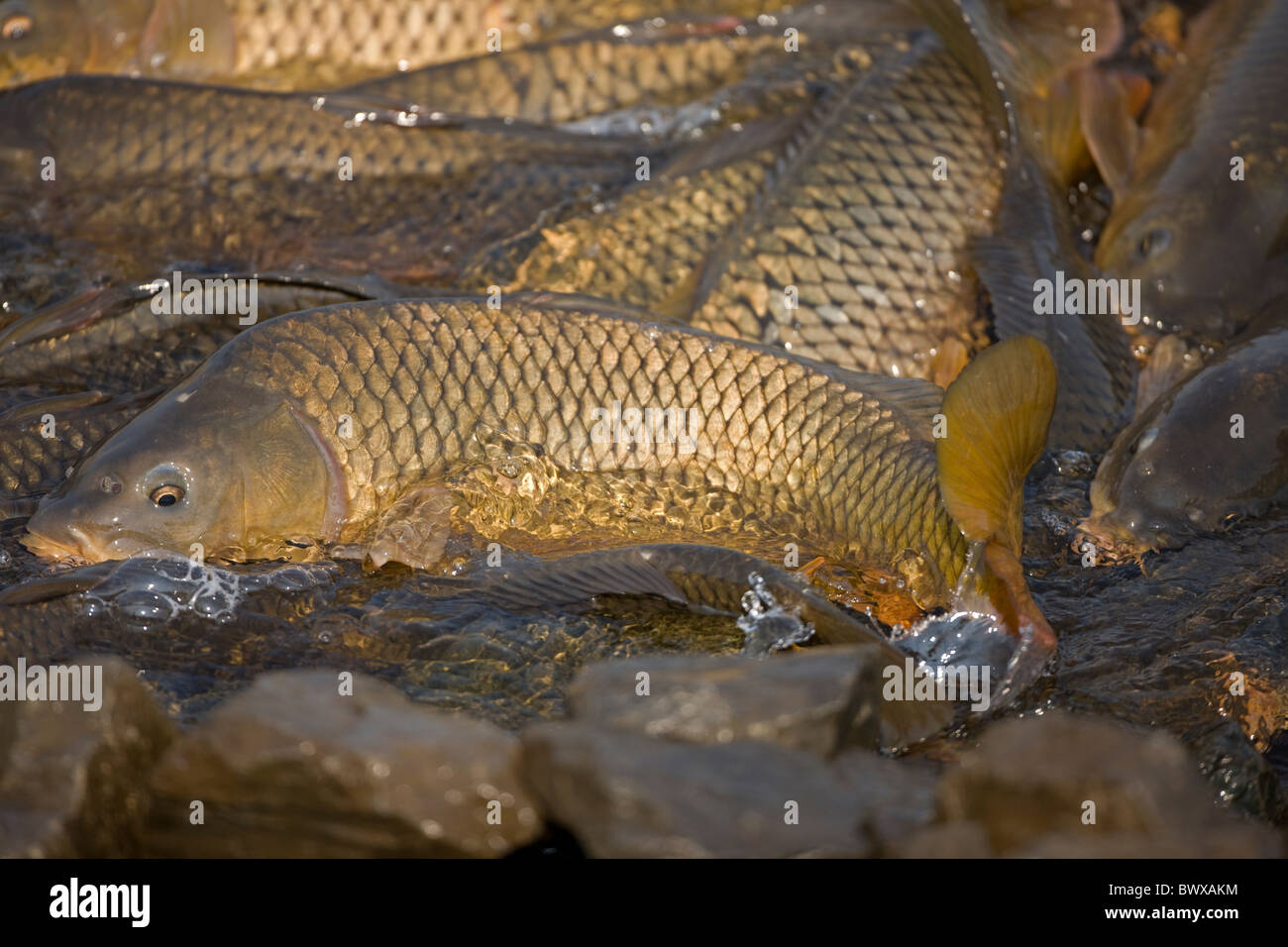 Cyrinus carpio -Fotos und -Bildmaterial in hoher Auflösung – Alamy