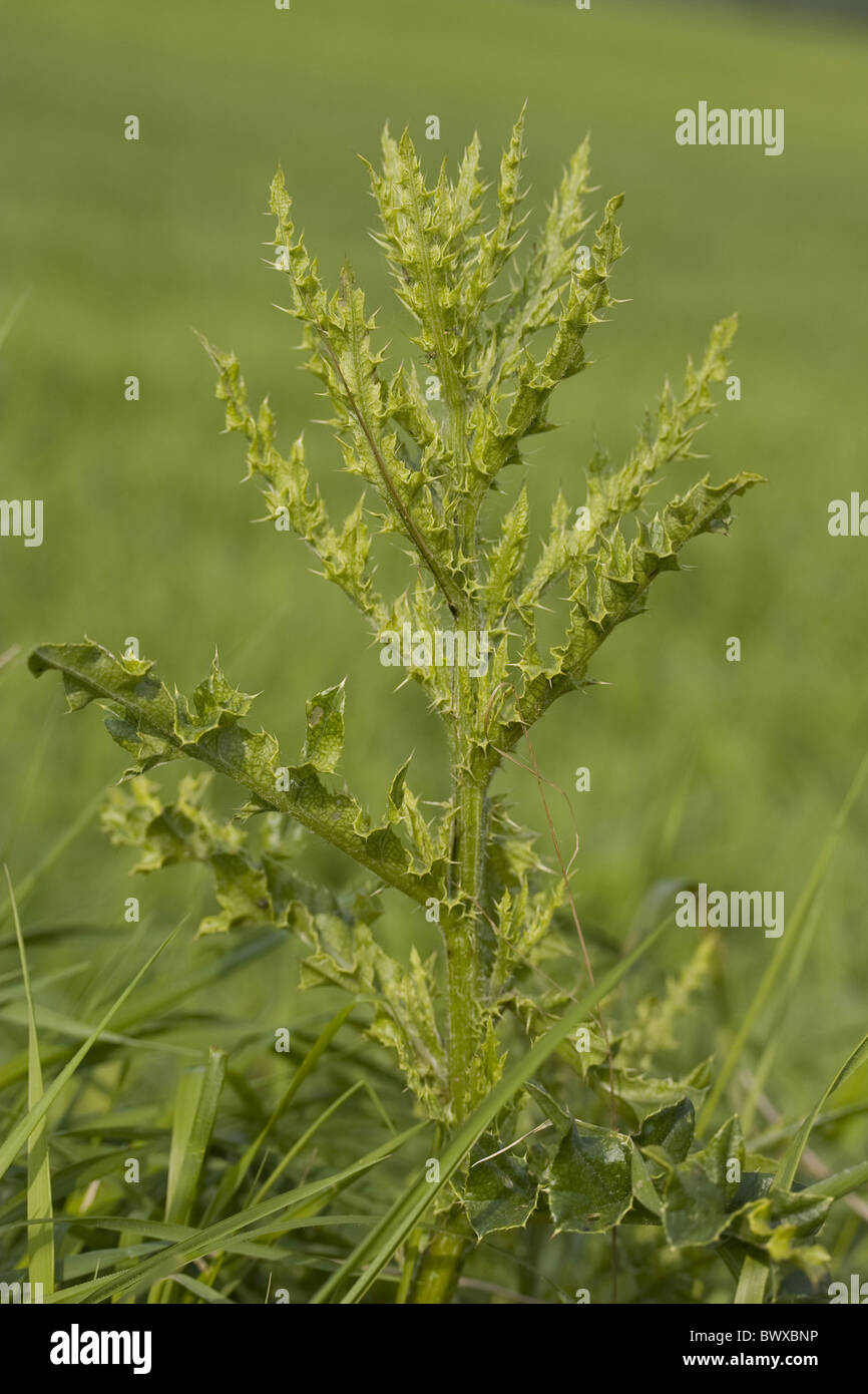 Creeping thistle cirsium arvense leaves -Fotos und -Bildmaterial in ...