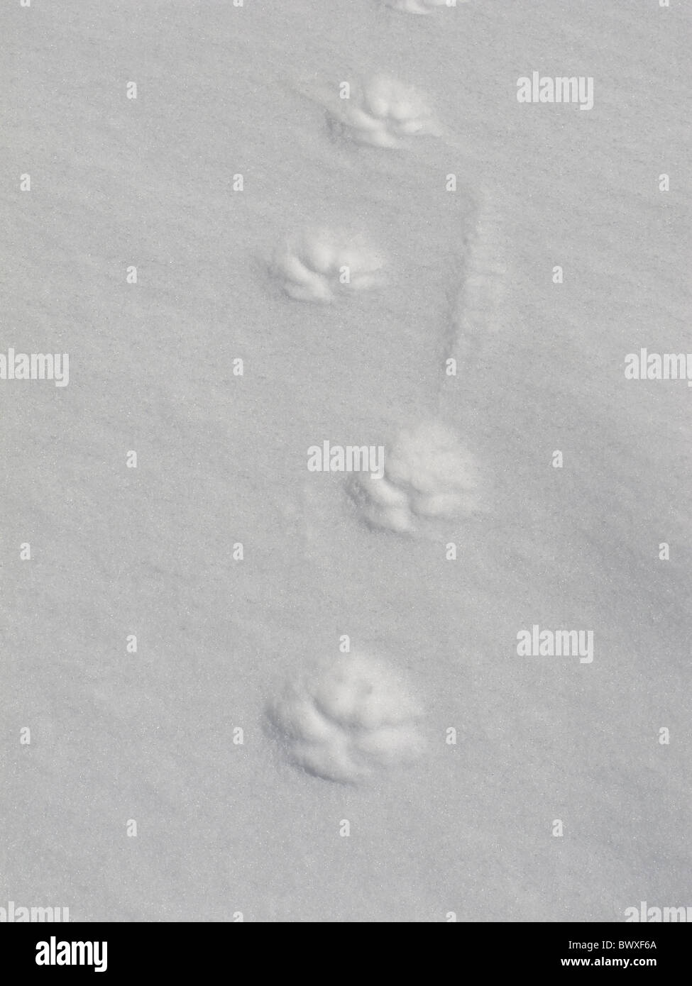 Fuchs Spuren durch den Schnee in der Val des Dix, Schweiz ...