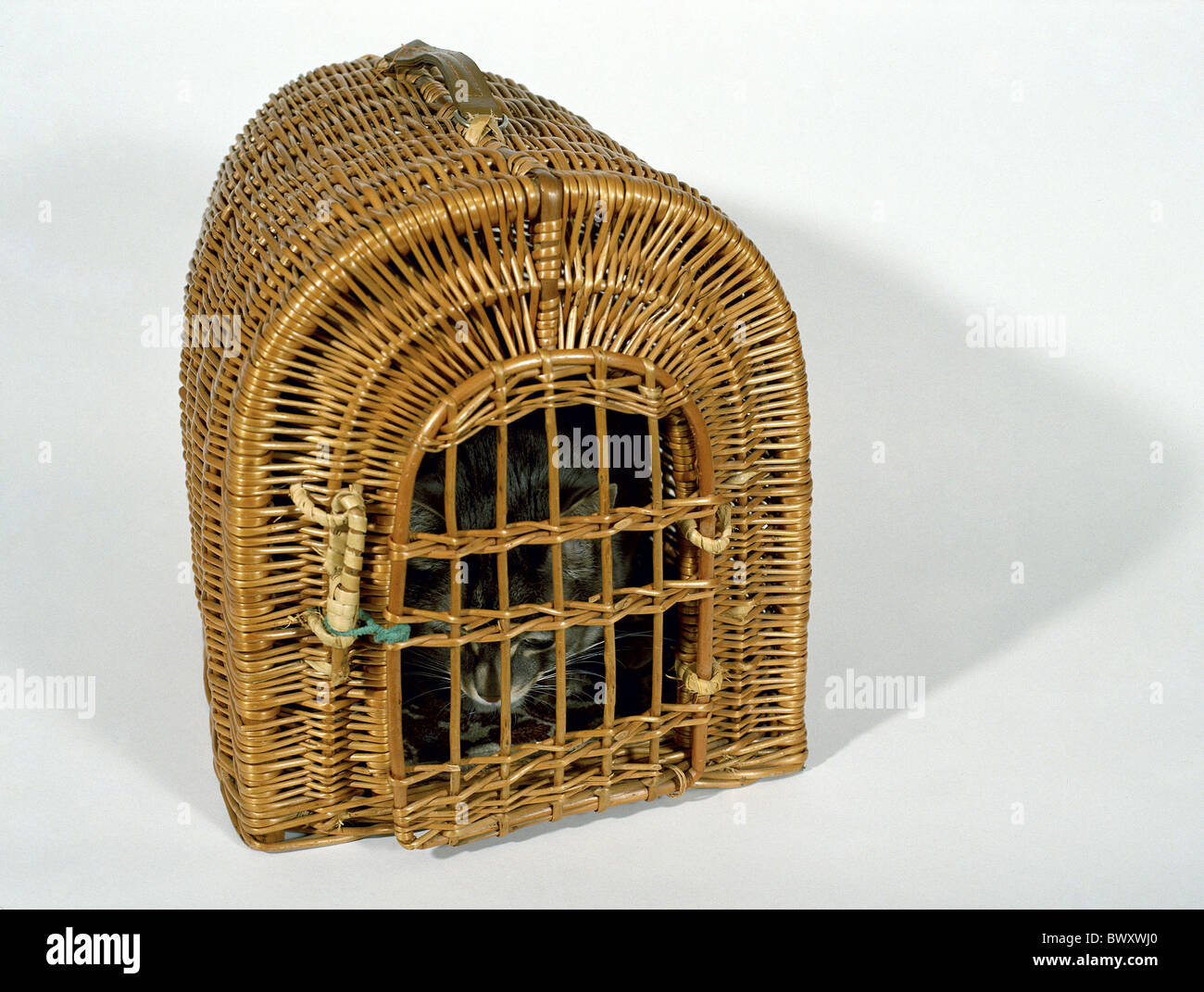Katzen korb -Fotos und -Bildmaterial in hoher Auflösung – Alamy