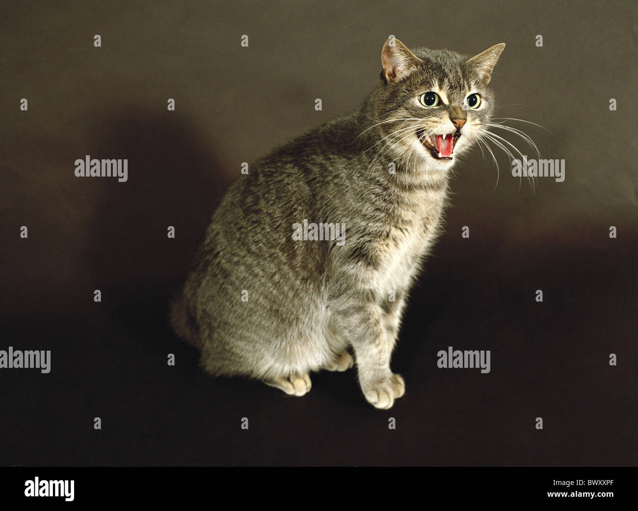 graue Tiger Katzen Katze Haus Katze Hauskatze Zischen Stockfotografie ...