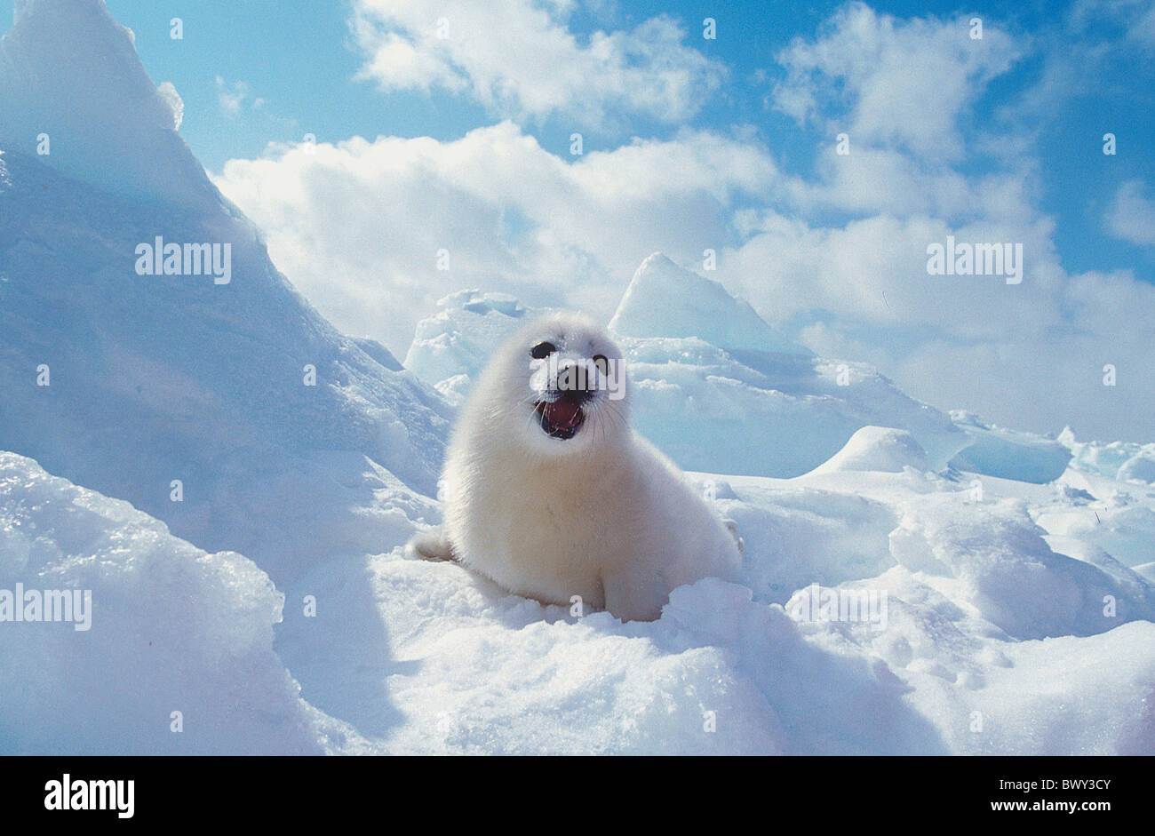 Tier-Baby-Robbe Kanada Nordamerika Amerika Harp Seal neue Pagophilus ...