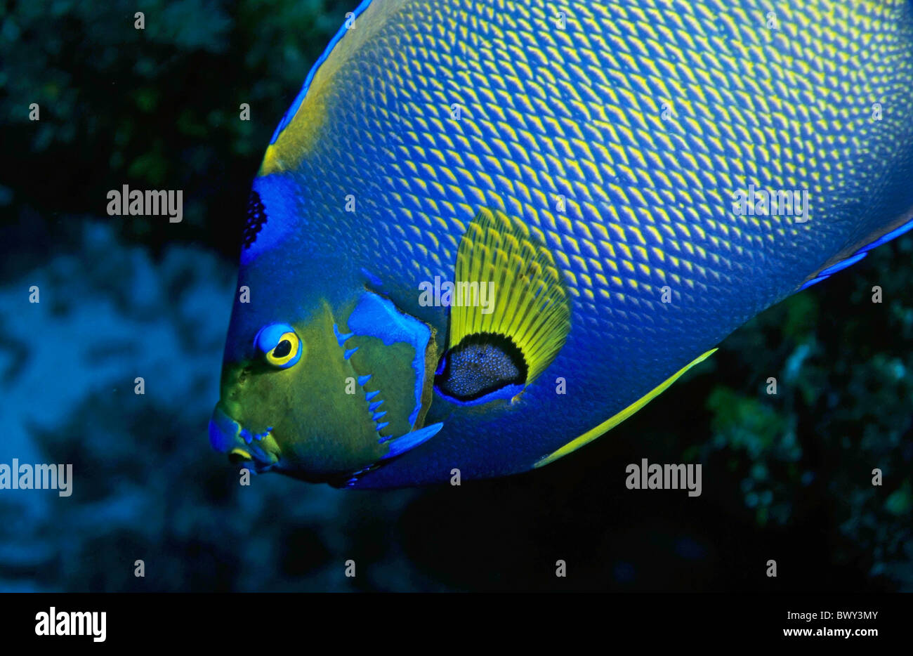 Kaiserfisch kaiserfisch -Fotos und -Bildmaterial in hoher Auflösung – Alamy