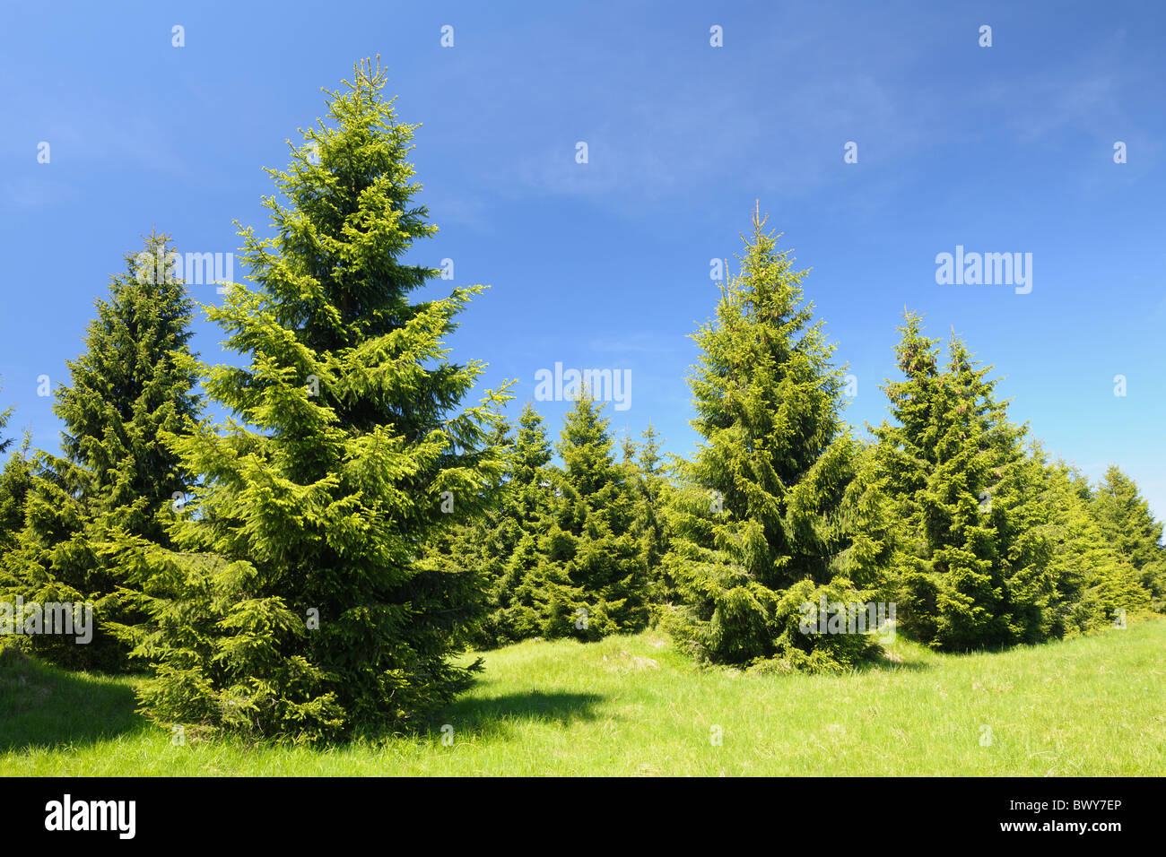 Harz Gebirge Wald Stockfotos und -bilder Kaufen - Alamy