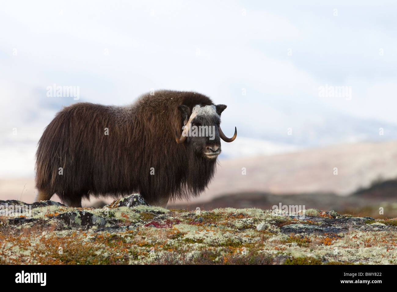 Fauna Moschusochse Stockfotos und -bilder Kaufen - Alamy