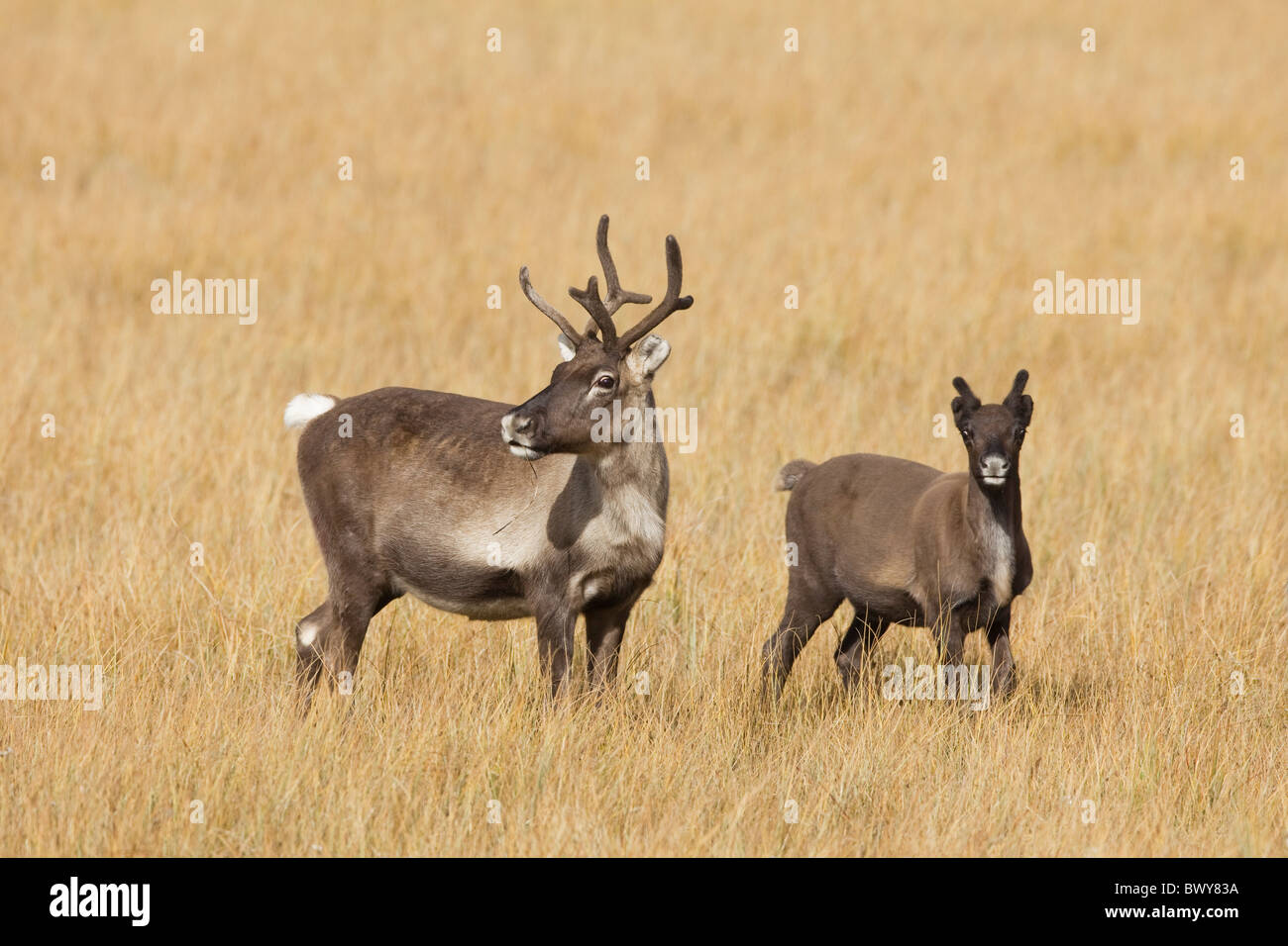 Rentier weibchen reindeer female rangifer -Fotos und -Bildmaterial in ...