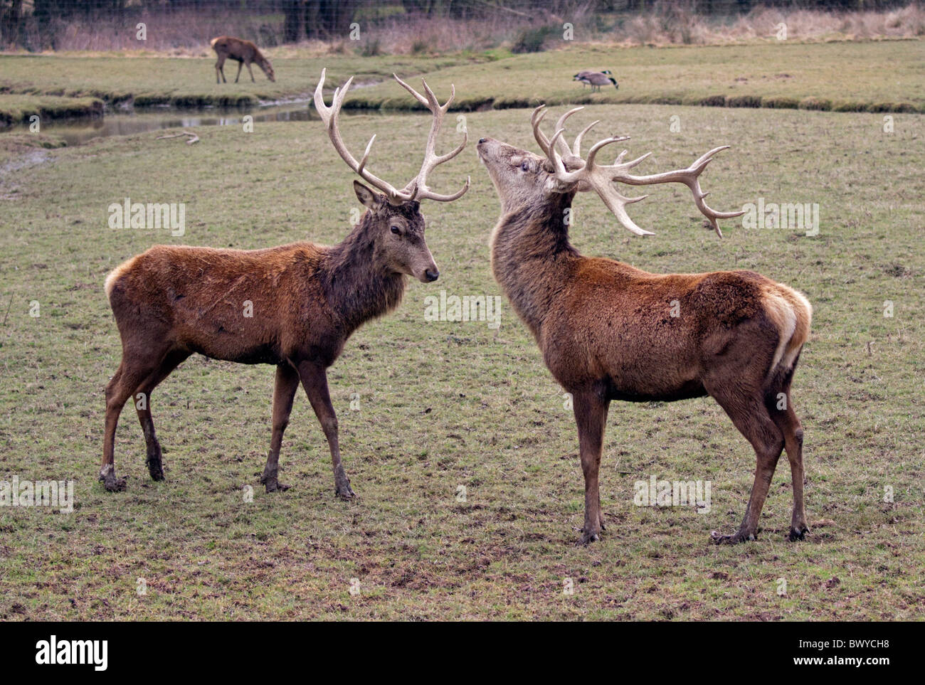 Uk hirsche -Fotos und -Bildmaterial in hoher Auflösung – Alamy