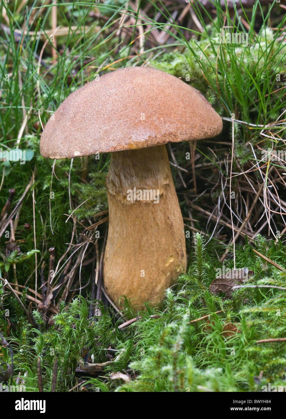 Pilz pilze moos -Fotos und -Bildmaterial in hoher Auflösung – Alamy