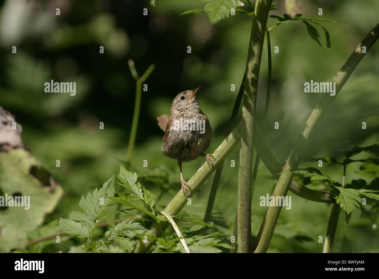 Vogel und pflanzen -Fotos und -Bildmaterial in hoher Auflösung – Alamy