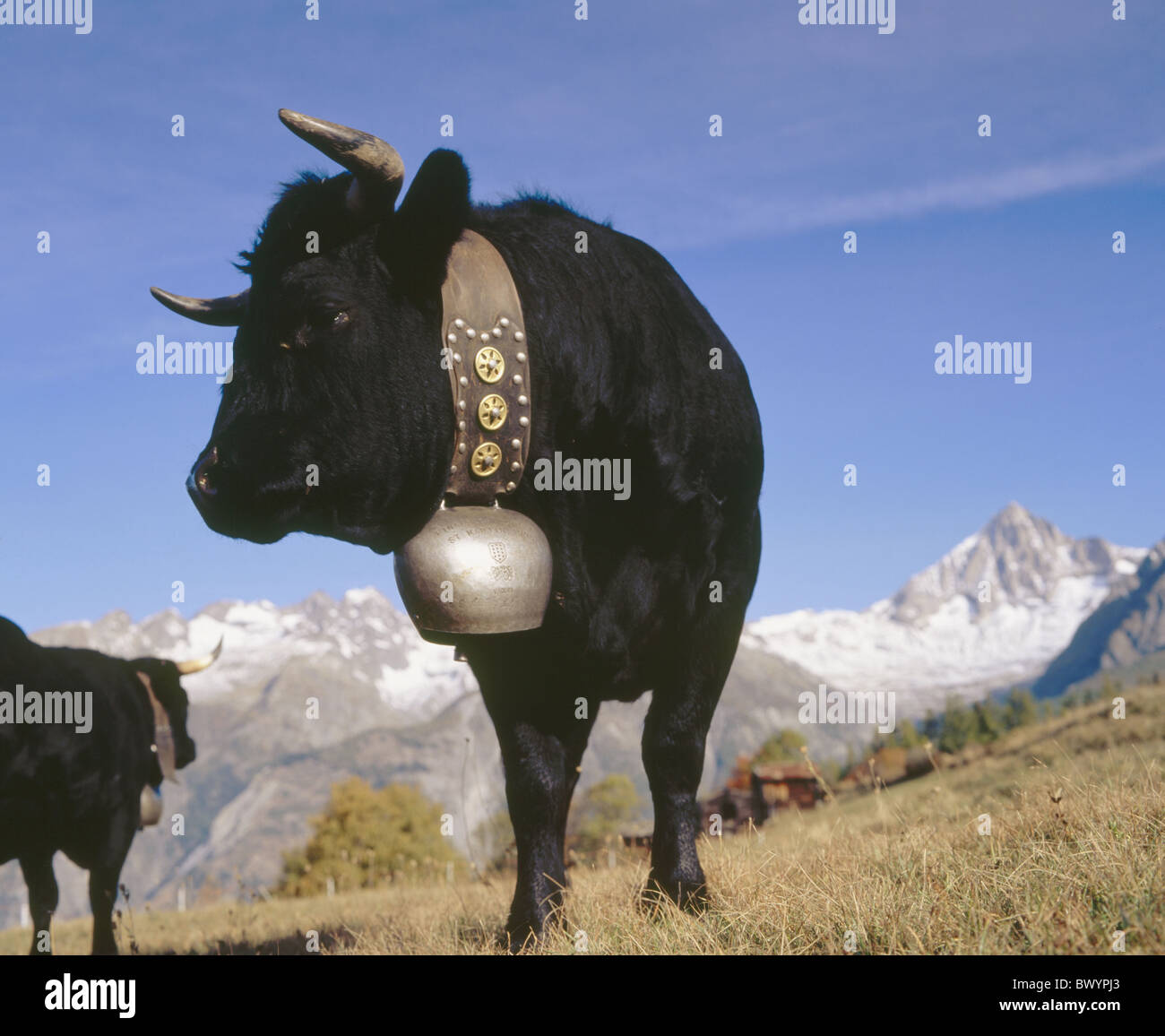 Alpine Alpen Berge lokalen Eringer Rasse Kantons Wallis Kuh Kühe ...