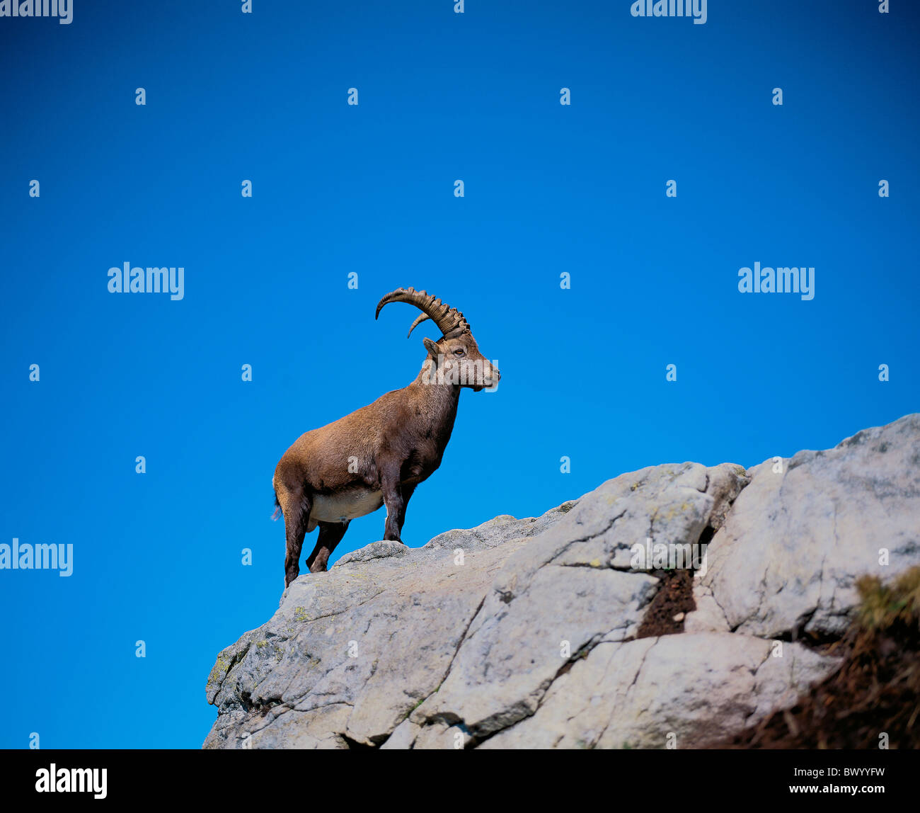 Steinbock-Steinbock stehen Klippe Himmel Schweiz Europa Bern Oberland ...