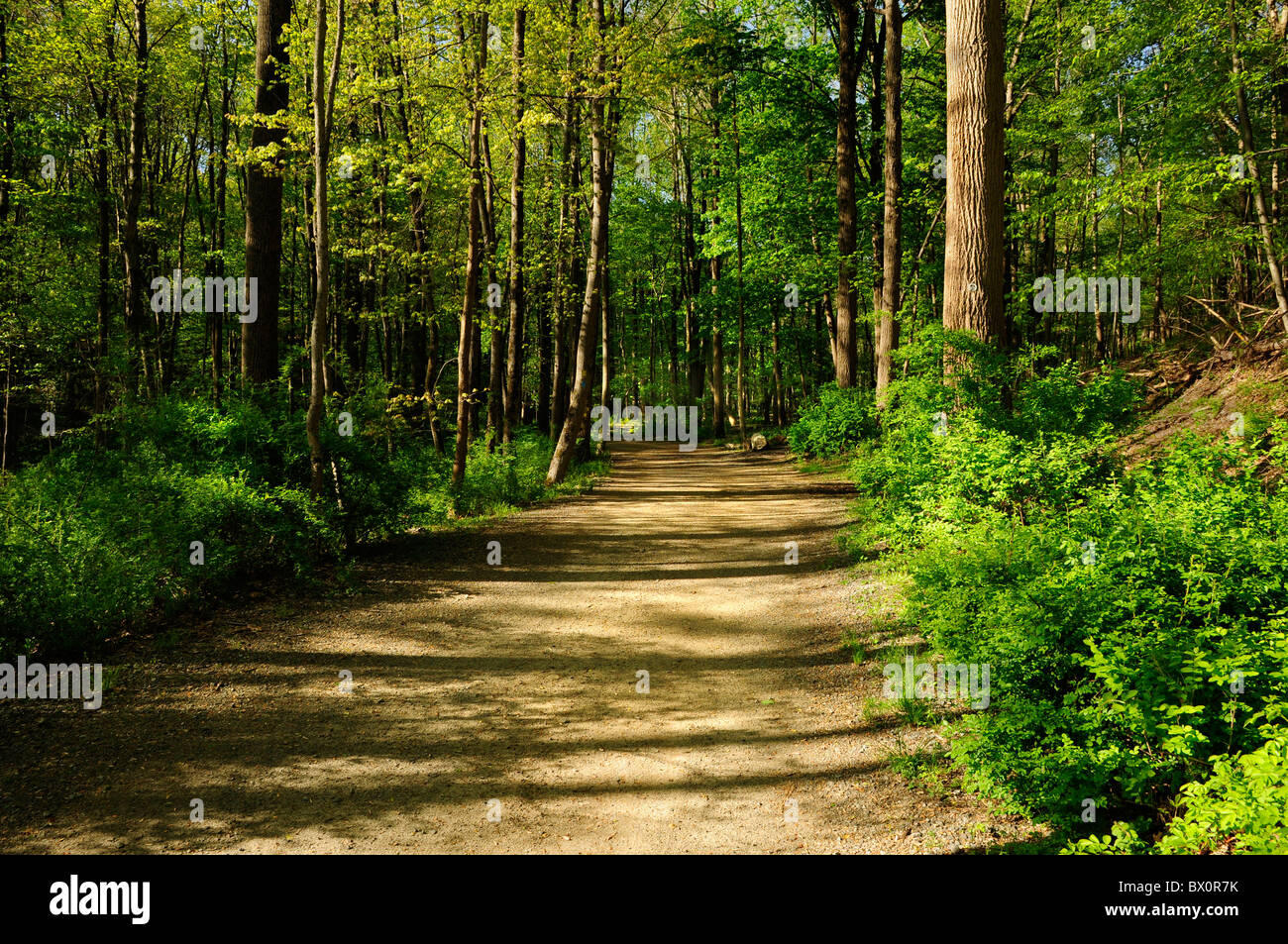 Ein feldweg durch einen wald -Fotos und -Bildmaterial in hoher ...