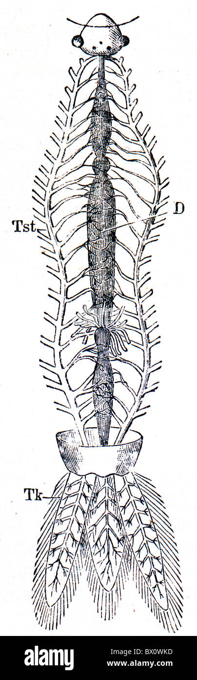 System der Tracheas Libellenlarven (Agrion Stockfotografie - Alamy