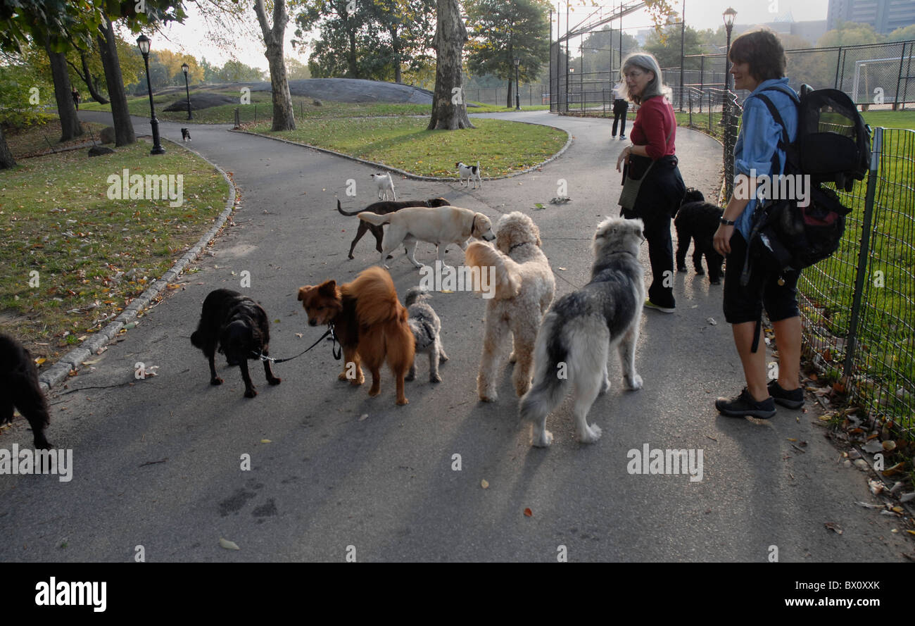 Stadtpark gehende hunde -Fotos und -Bildmaterial in hoher Auflösung – Alamy