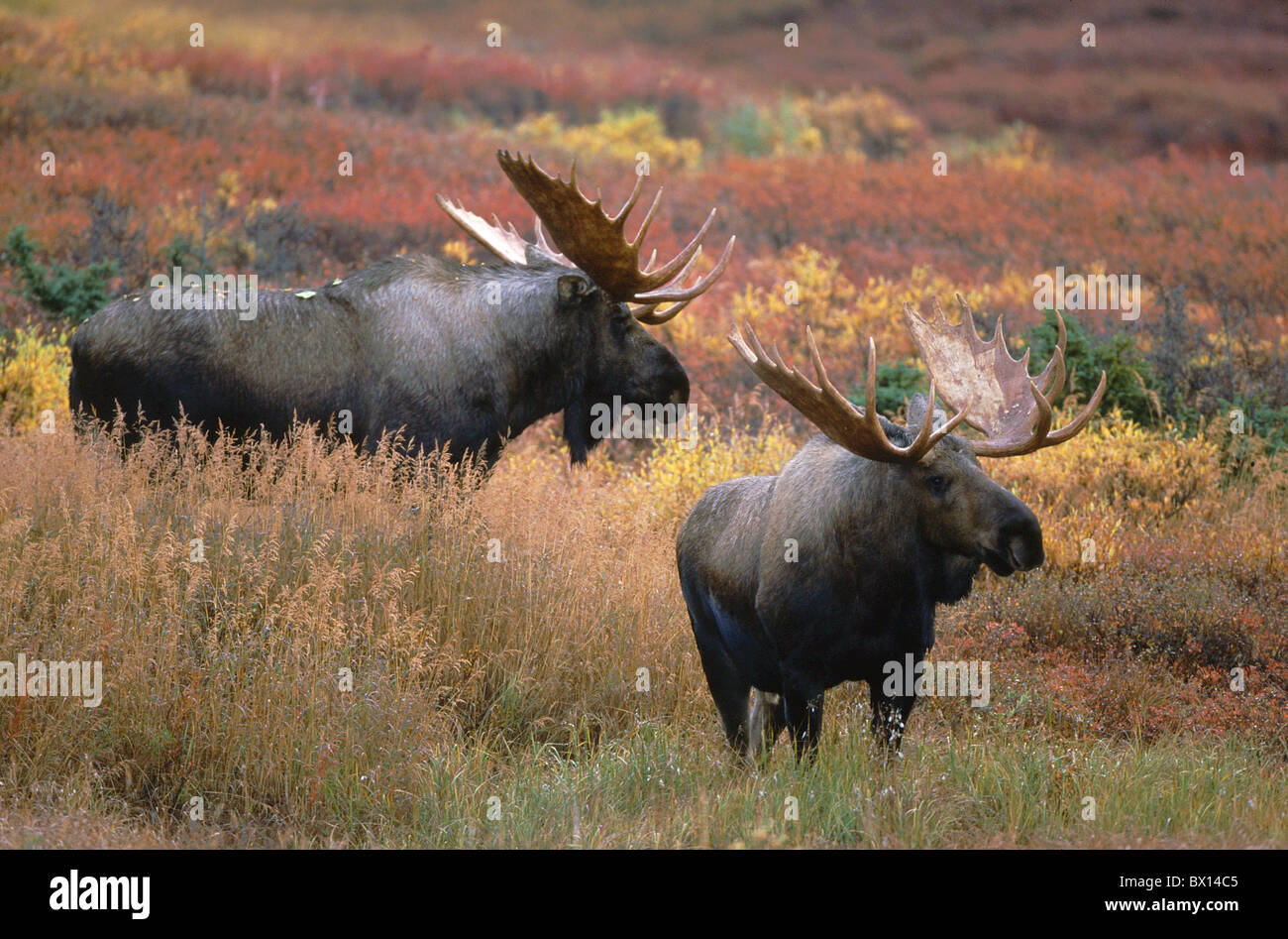 Alaska Alces Alces Tier Geweih Herbst Bull Denali Nationalpark Elk ...