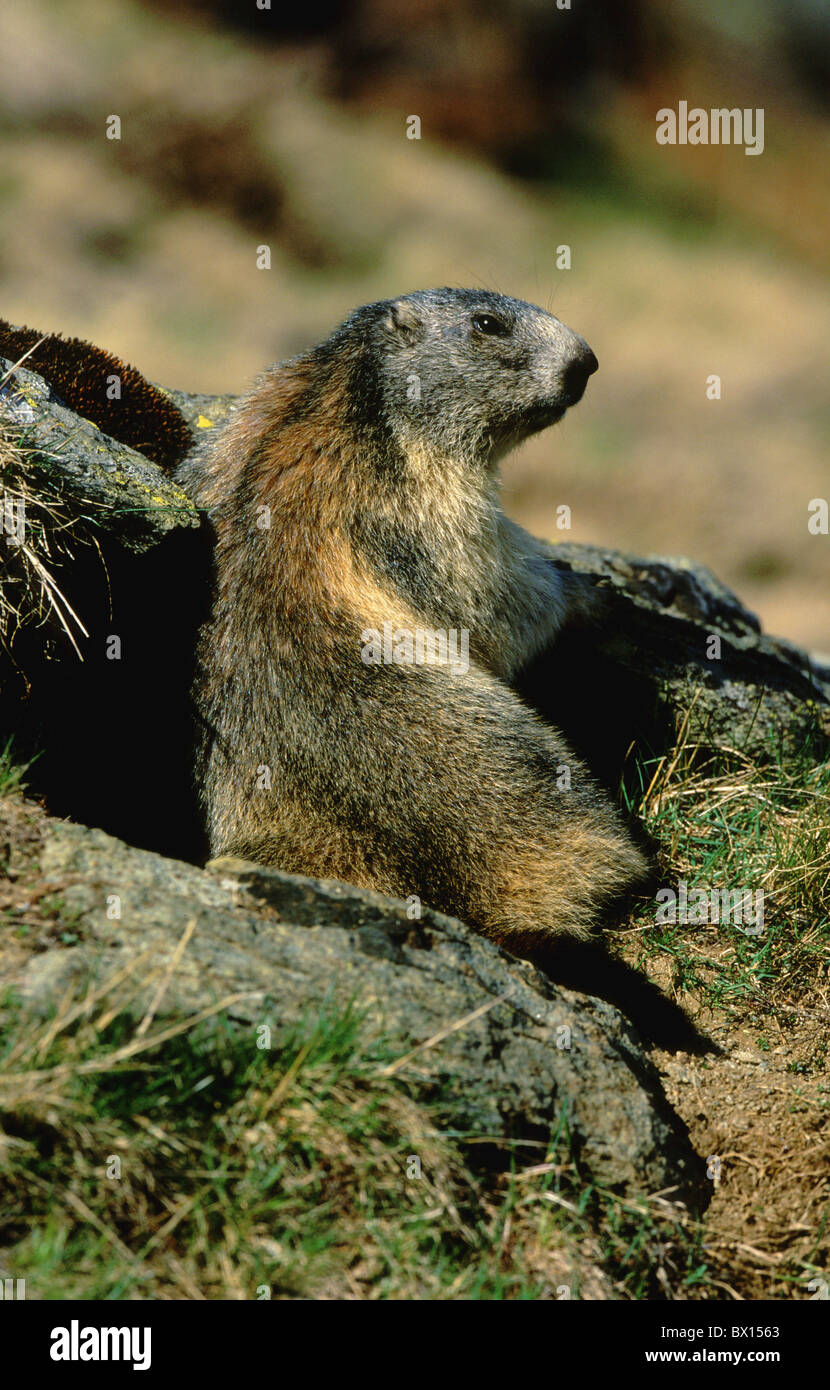 Aletsch Alpen Murmeltier grüßt das Murmeltier Tier Kanton Wallis Marmor Tiere Marmota Marmota ...
