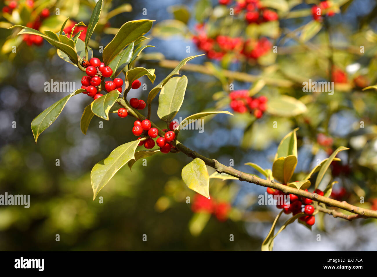 Rote ilex -Fotos und -Bildmaterial in hoher Auflösung – Alamy