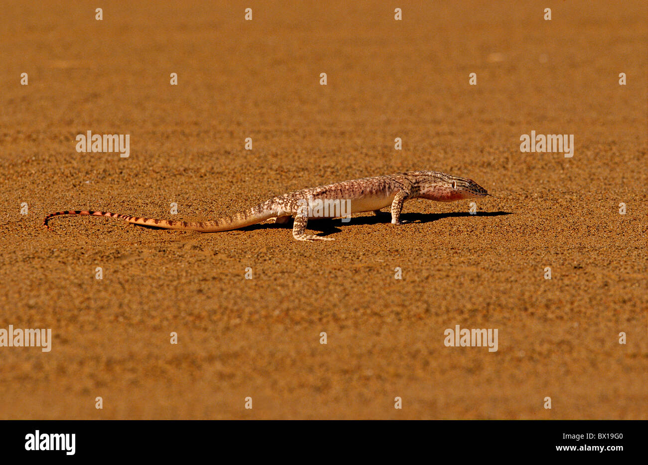 Wüste Varan Varanus SP. Rub Al Khali Wüste Khali Jemen Arabien Orient ...