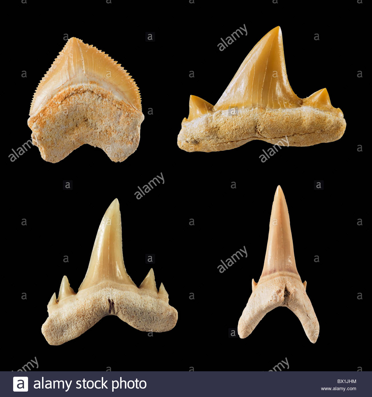 Shark Teeth Fossils Stockfotos und -bilder Kaufen - Alamy