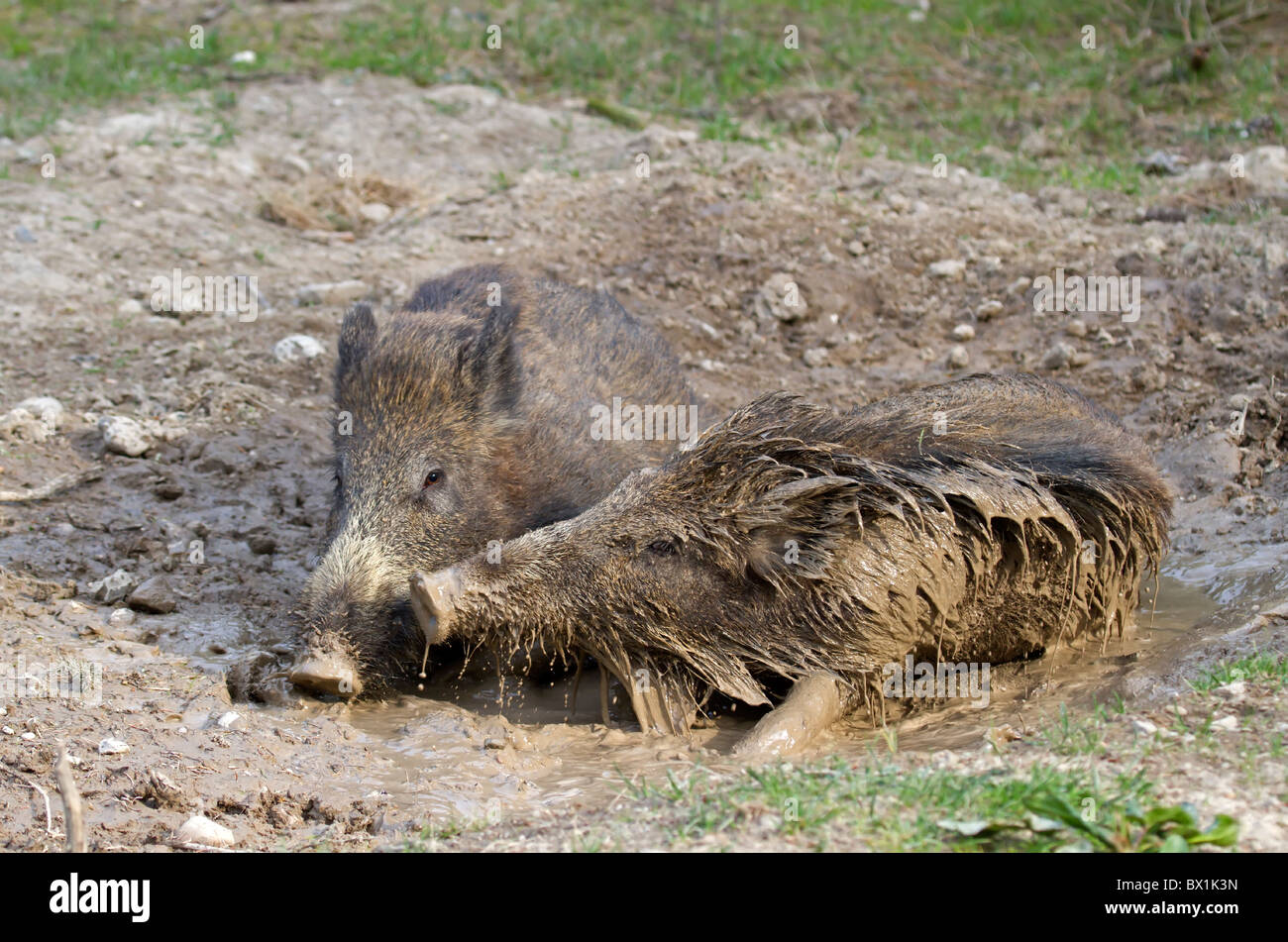 Zwei junge Wildschweine in ein Schwein wälzen - Sus scrofa ...
