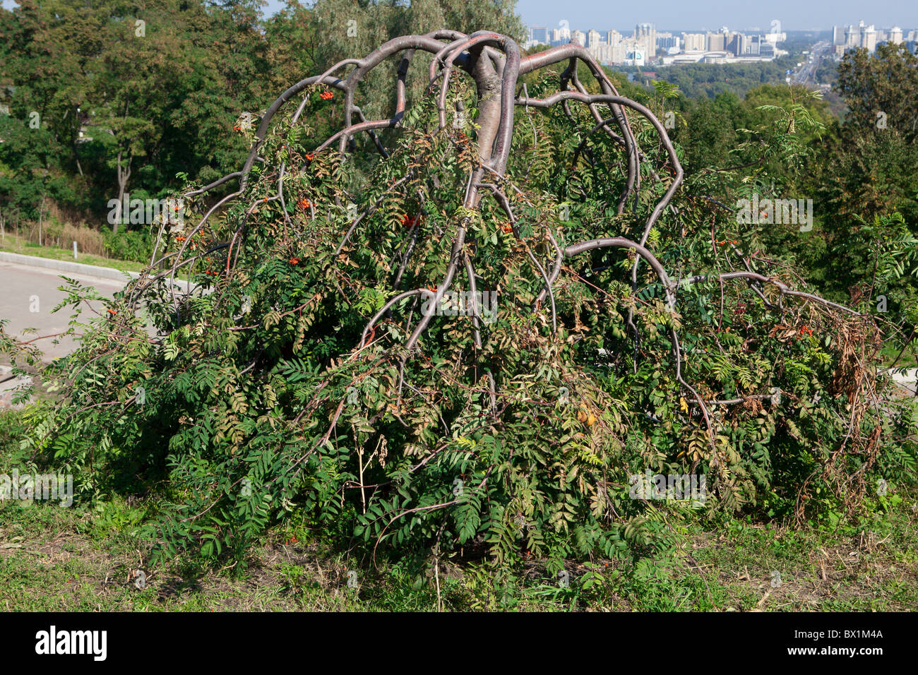 Baum wächst nach unten auf das Denkmal und Museum der Holodomor Opfer ... Baum wächst nach unten auf das Denkmal und Museum der Holodomor Opfer ...