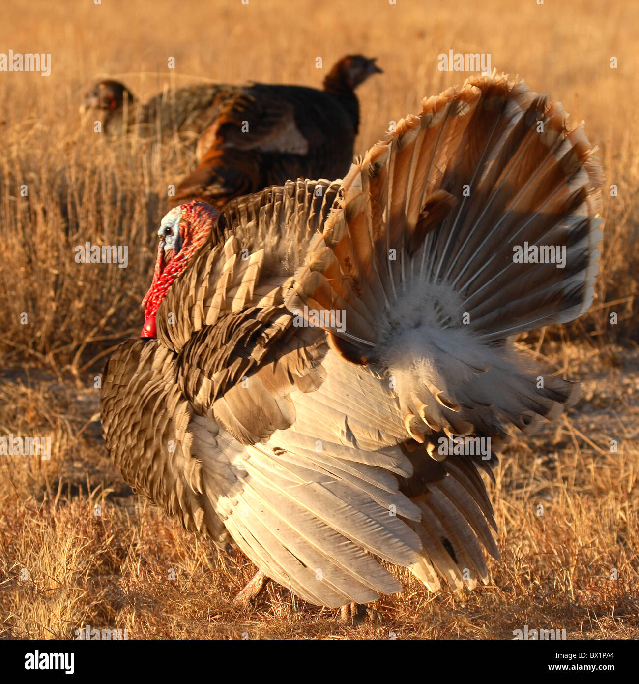 Wild turkey courtship -Fotos und -Bildmaterial in hoher Auflösung – Alamy