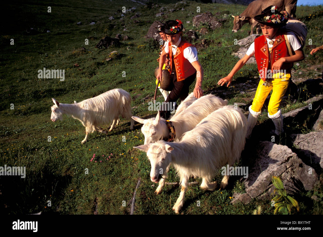 Almabtrieb Tiere Appenzell jungen Sennen Bauern Folklore Hirten Männer ...