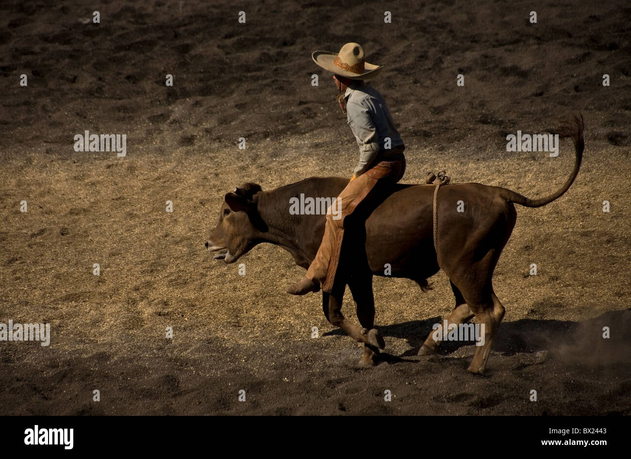 Bull riding mexican rodeo -Fotos und -Bildmaterial in hoher Auflösung ...