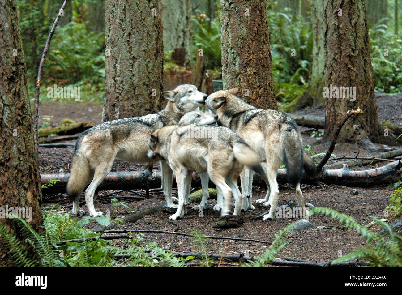 Wölfe holz -Fotos und -Bildmaterial in hoher Auflösung – Alamy
