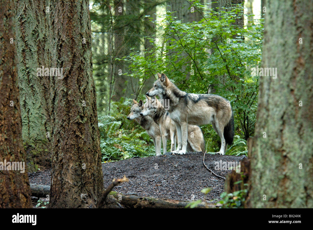 Wölfe holz -Fotos und -Bildmaterial in hoher Auflösung – Alamy
