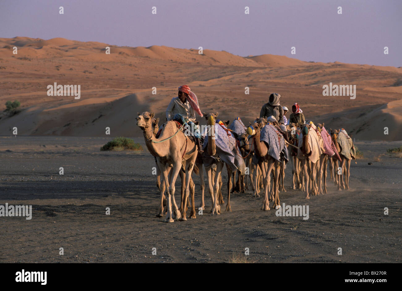 Kamele kamel -Fotos und -Bildmaterial in hoher Auflösung – Alamy