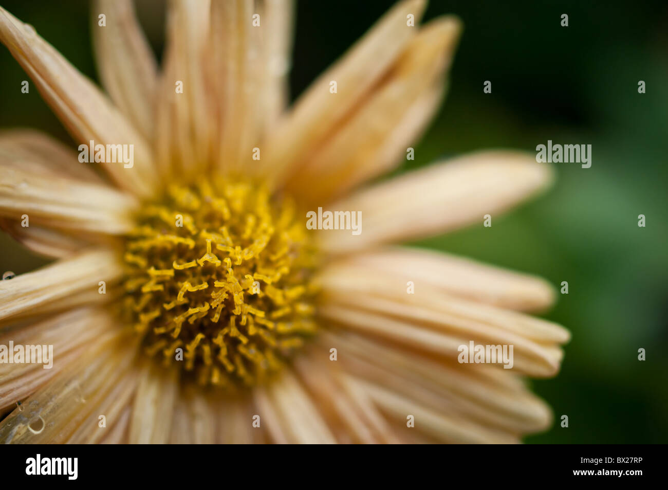 Makro-Ansicht einer Daisy Blume Stockfotografie - Alamy