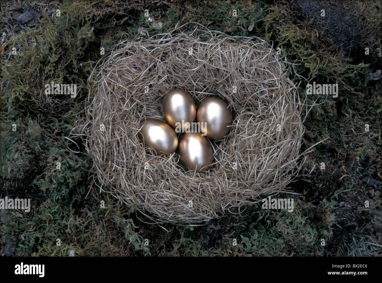 Vogelfedern Nest Golden goldene Ei goldenen Eiern Nest nistet kostbar ...