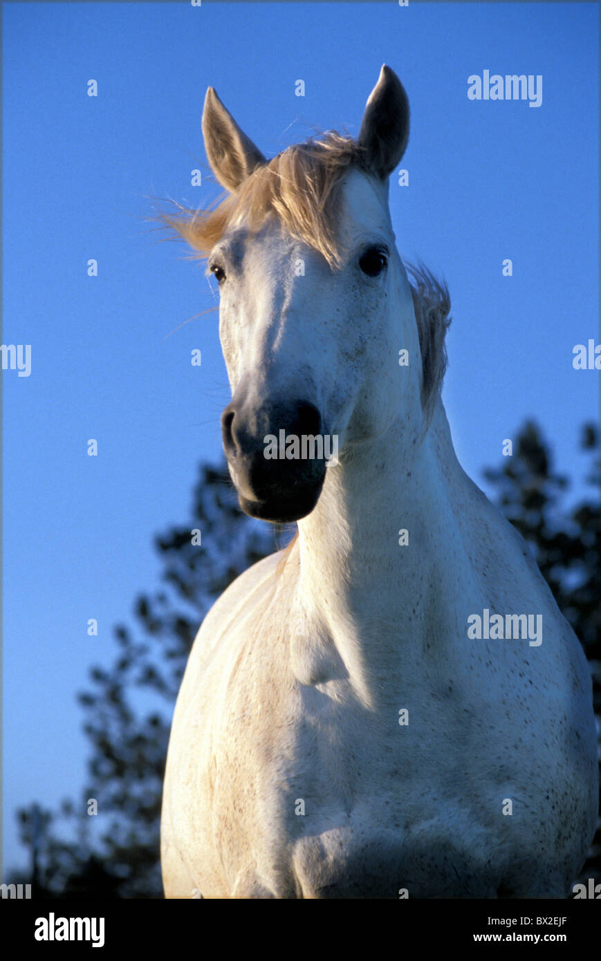 Tier Tiere Pferd Pferde weiß Portrait Portraits vertikale ...