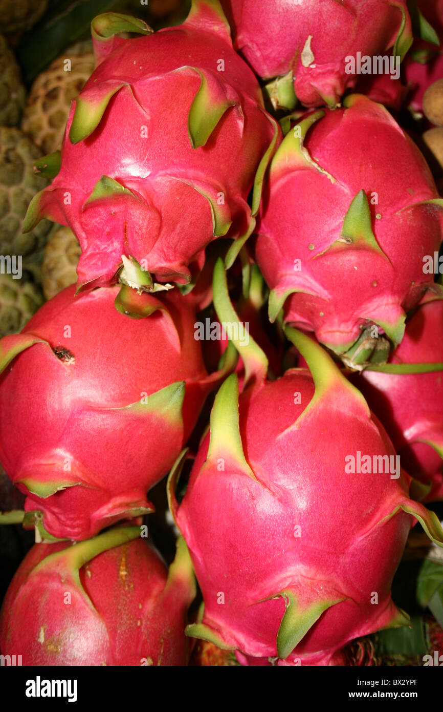 Runde lila frucht -Fotos und -Bildmaterial in hoher Auflösung – Alamy