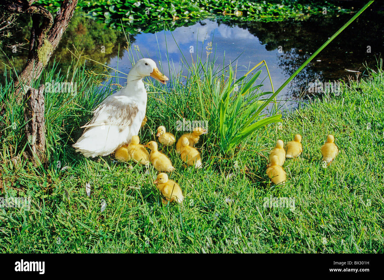 Enten Duck Familie junge junge Tiere Ufer Wasservögel Vogel Tiere Tier ...