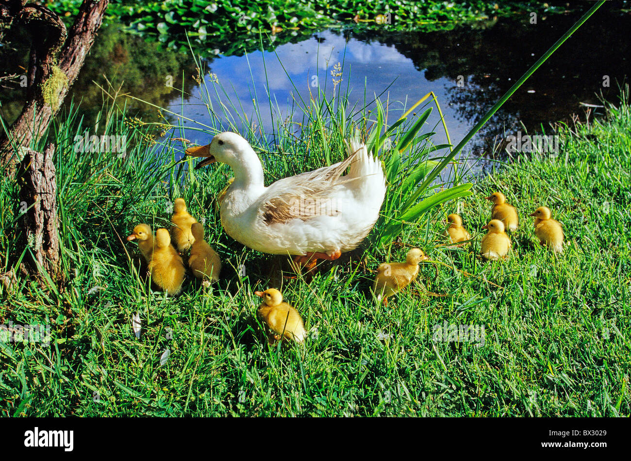 Enten Duck Familie junge junge Tiere Ufer Wasservögel Vogel Tiere Tier ...