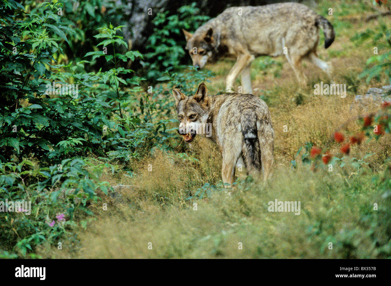 Gray wolves canis lupus -Fotos und -Bildmaterial in hoher Auflösung – Alamy