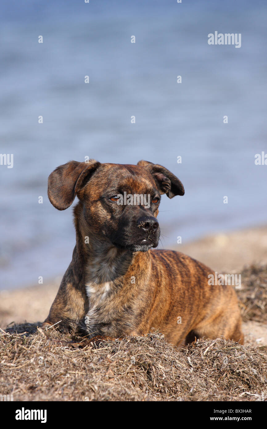 Gestromter mischling -Fotos und -Bildmaterial in hoher Auflösung – Alamy