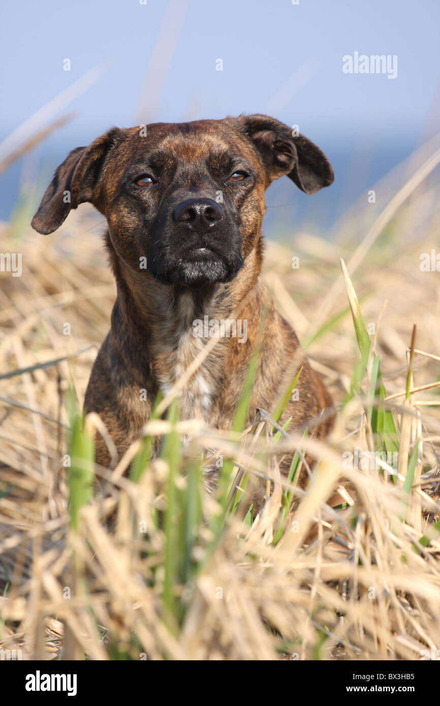 Gestromter mischling -Fotos und -Bildmaterial in hoher Auflösung – Alamy