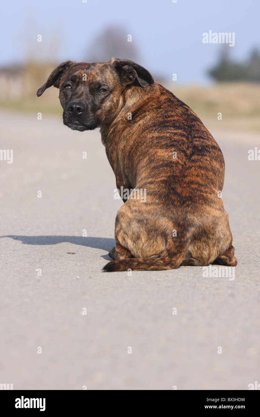 Gestromter mischling -Fotos und -Bildmaterial in hoher Auflösung – Alamy