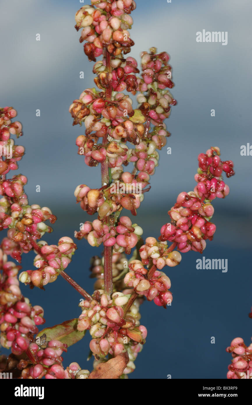 Rumex rupestris -Fotos und -Bildmaterial in hoher Auflösung – Alamy