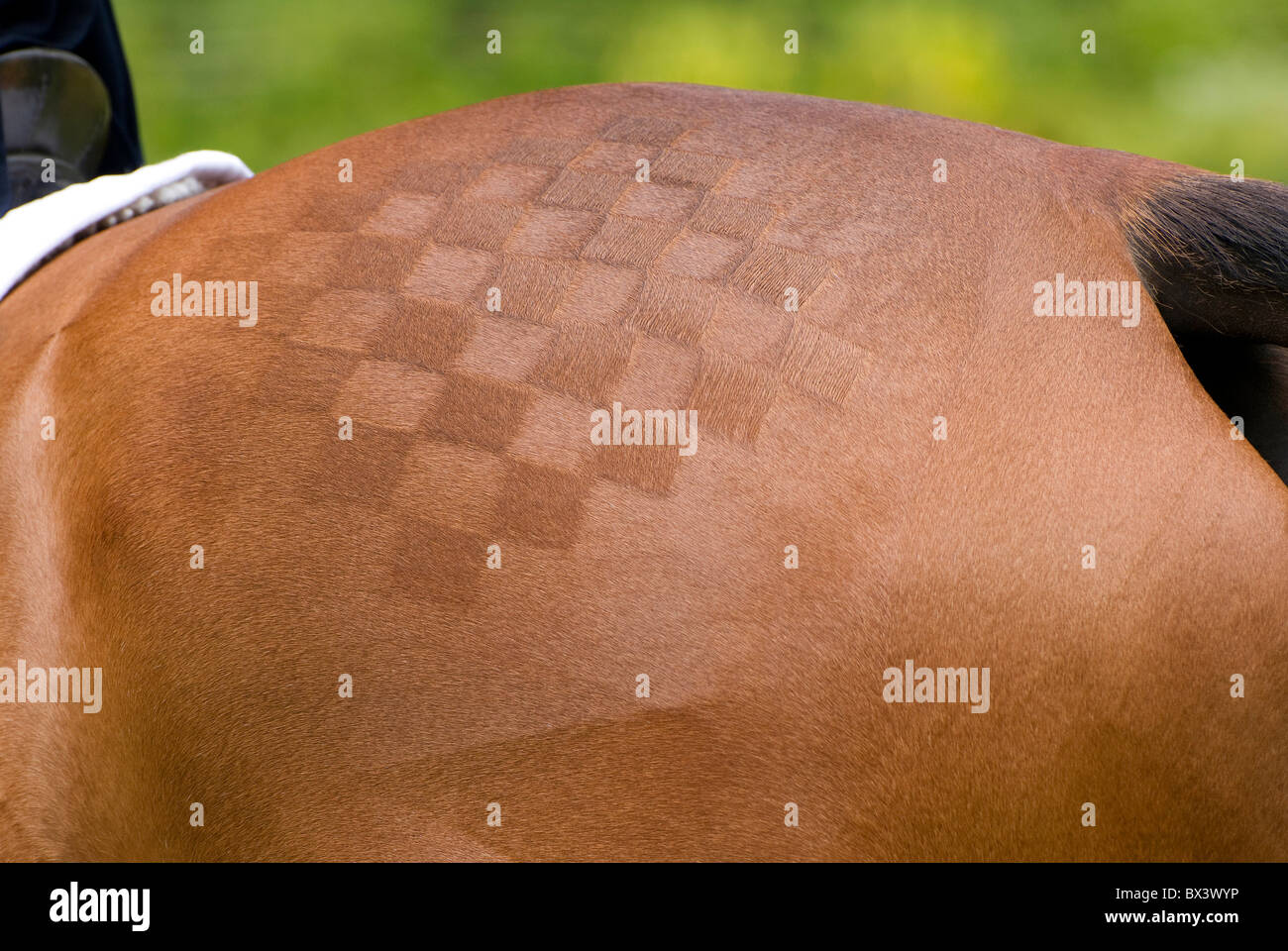Horse eventing -Fotos und -Bildmaterial in hoher Auflösung – Alamy