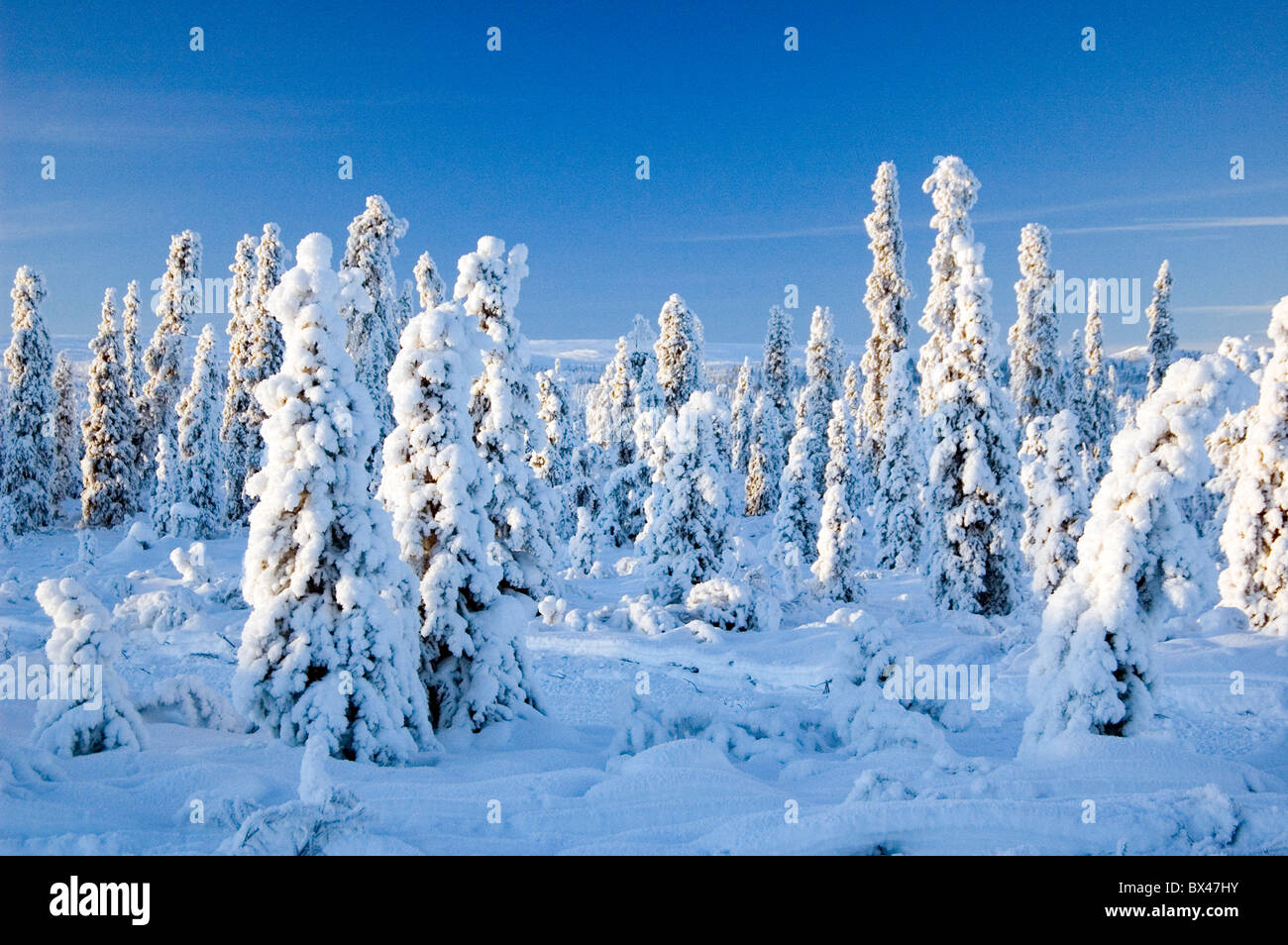 Nadelwald winter -Fotos und -Bildmaterial in hoher Auflösung – Alamy