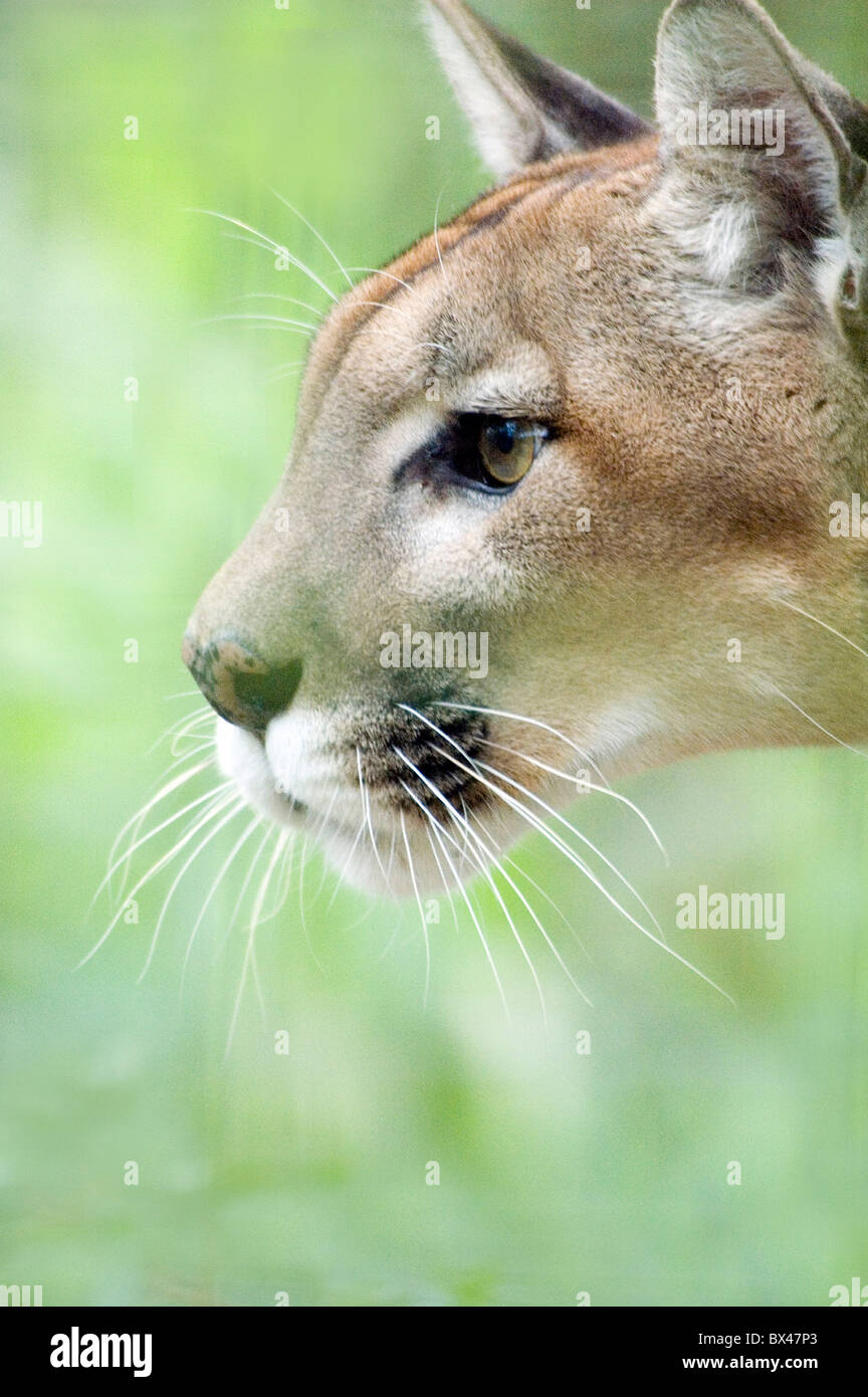 Cara De Puma