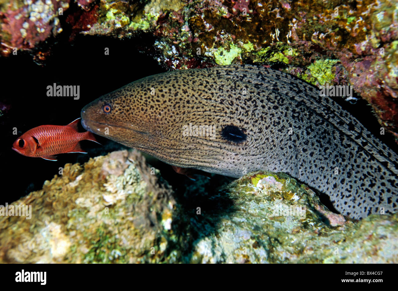 Gemeiner fisch im roten meer -Fotos und -Bildmaterial in hoher ...