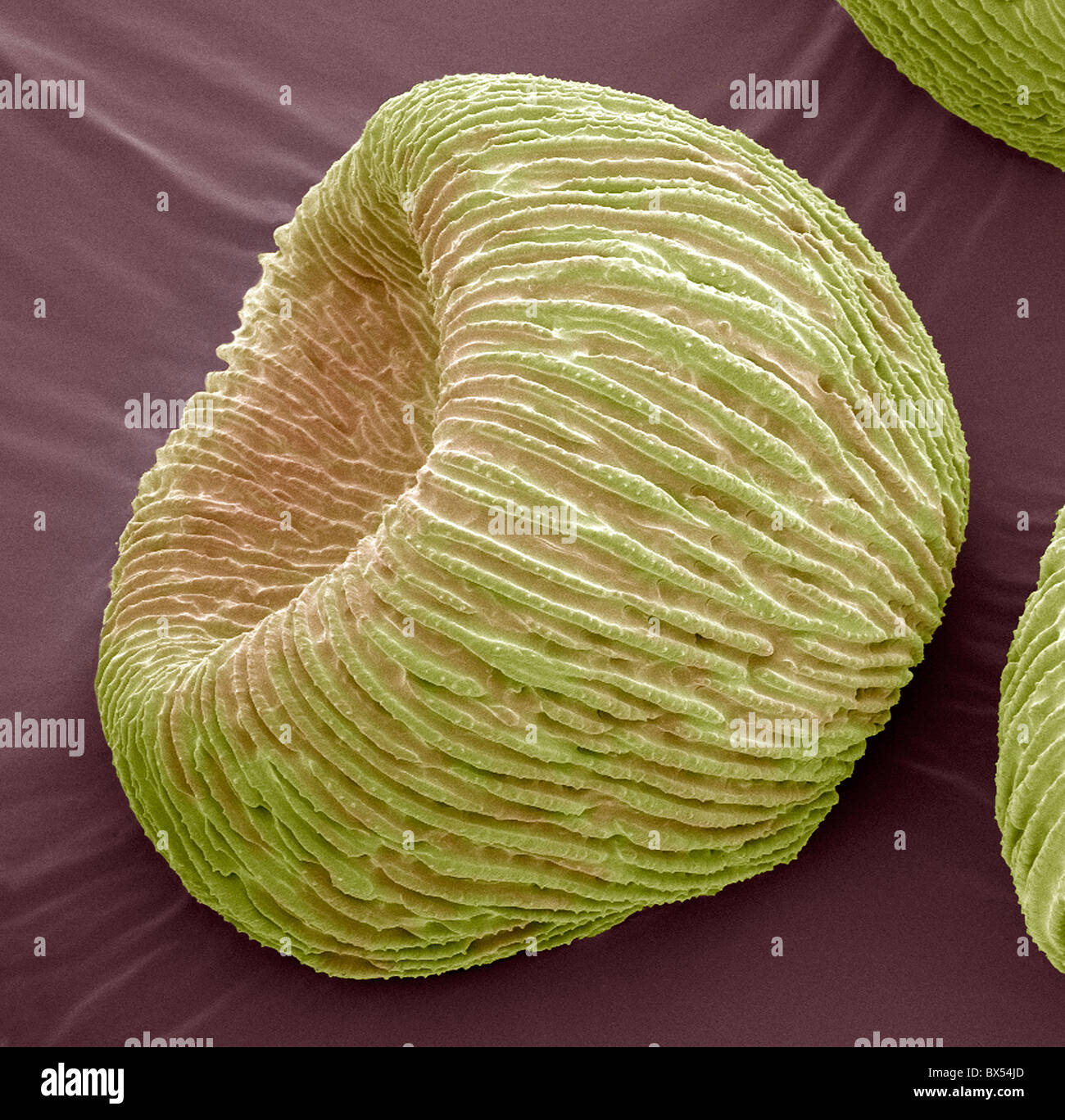 Scanning Electron Micrograph Sem Pollen Stockfotos und -bilder Kaufen ...