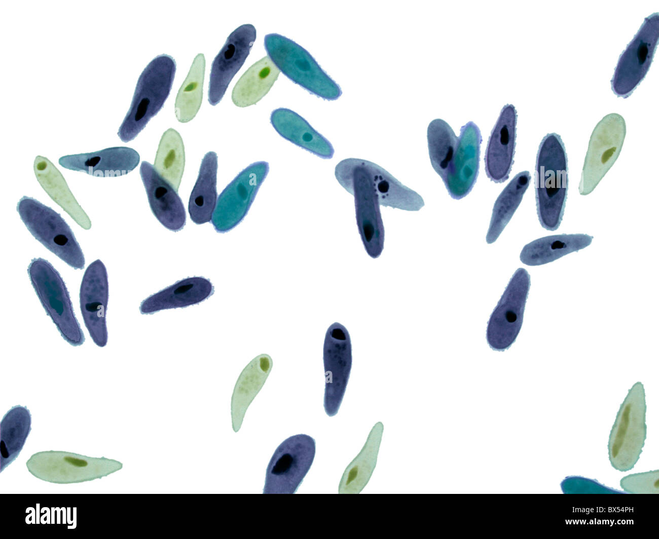 Paramecium Protozoen, leichte Schliffbild Stockfotografie - Alamy